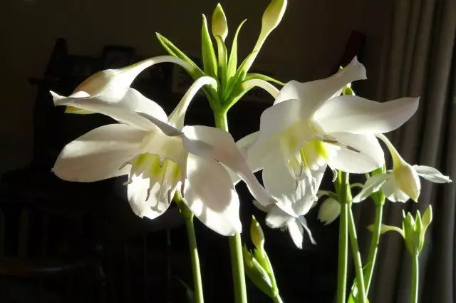 Euharicis, flower, indoor plant