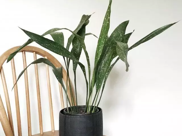 Aspidistra, flower, indoor plant