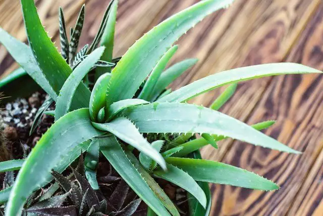 Aloe vera, blomma, inomhusväxt