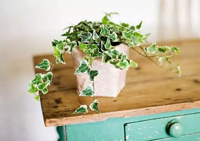 Ivy ordinary, flower, indoor plant