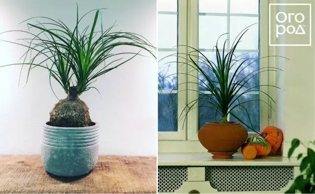Noline, flower, indoor plant