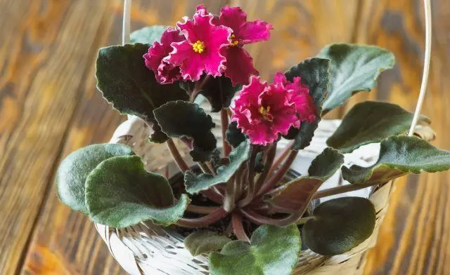 SENPOLIA, Flower, Indoor Plant