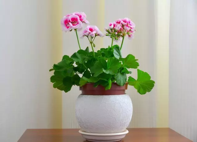Geranium, flower, indoor plant