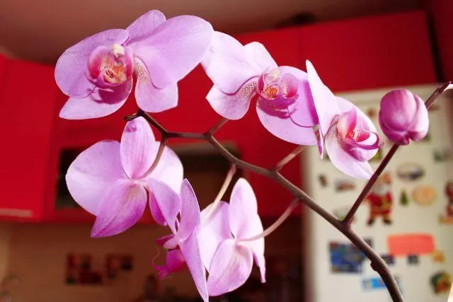 Orkidé, blomma, inomhusväxt