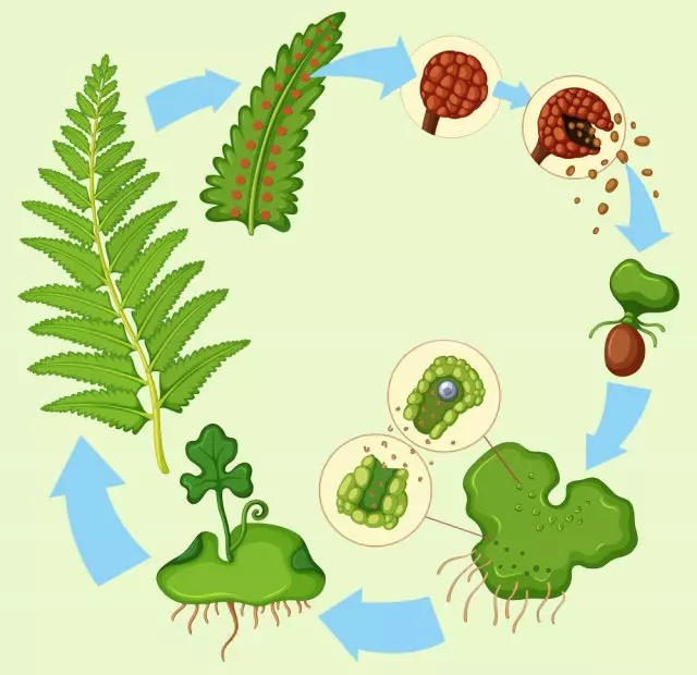 Fern reproduction