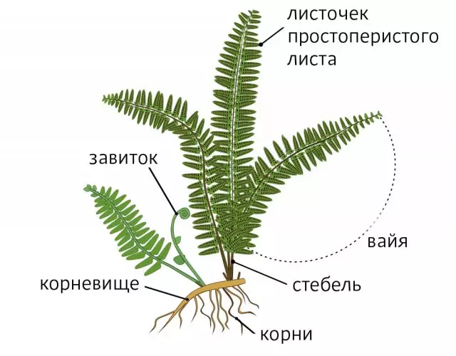 The structure of fern