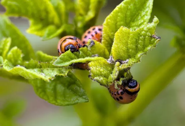 Sawdust megide pests