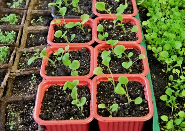 SEEDLING Flowers