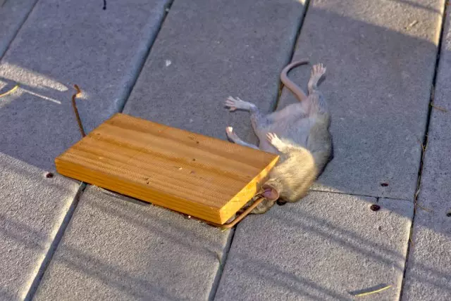 val voor ratten