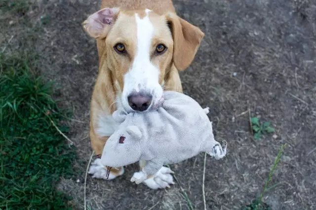 Anjing dengan tikus