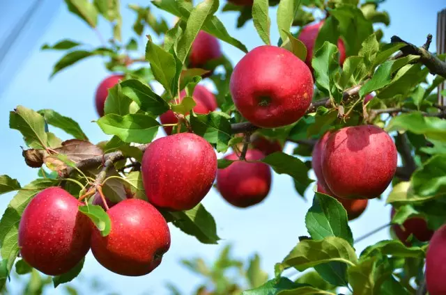 manzanas rojas