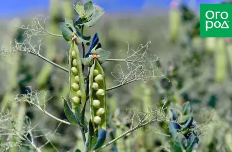 7 plantas verdadeiramente mágicas! Colocá-los no seu site 2178_21