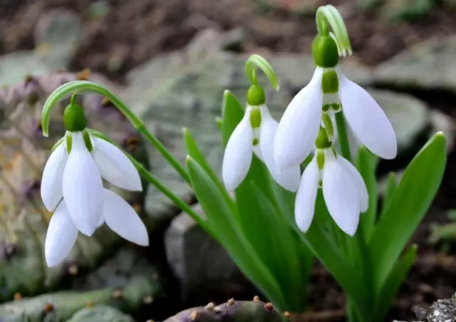 Snowdrop.