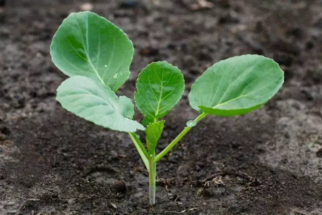 ಯುವ ಎಲೆಕೋಸು