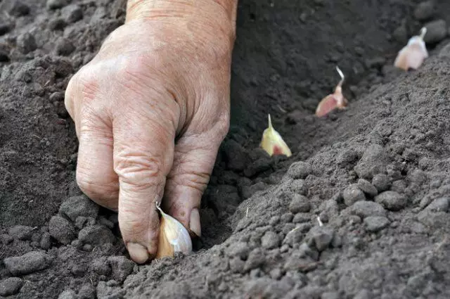 Tavaszi fokhagyma leszállás