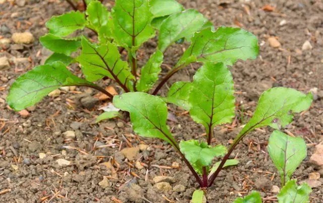 ಗಾಟ್