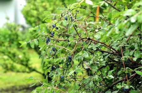 Bagaimana untuk merawat pokok renek beri pada awal musim bunga - perlindungan terhadap penyakit dan perosak 2189_19