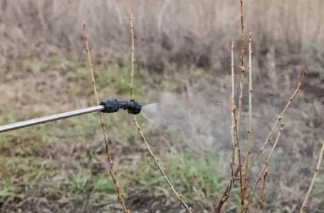 Bagaimana untuk merawat pokok renek beri pada awal musim bunga - perlindungan terhadap penyakit dan perosak 2189_3