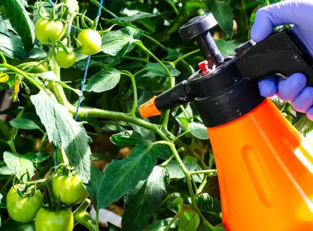 Processamento de tomate.