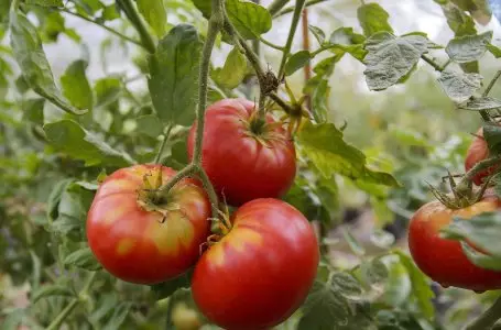 Tomates crescentes no calendário lunar em 2021 2191_20