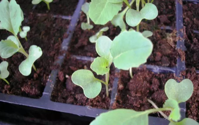 Tudo sobre o cultivo da couve-flor: de semear as sementes à colheita 2195_1