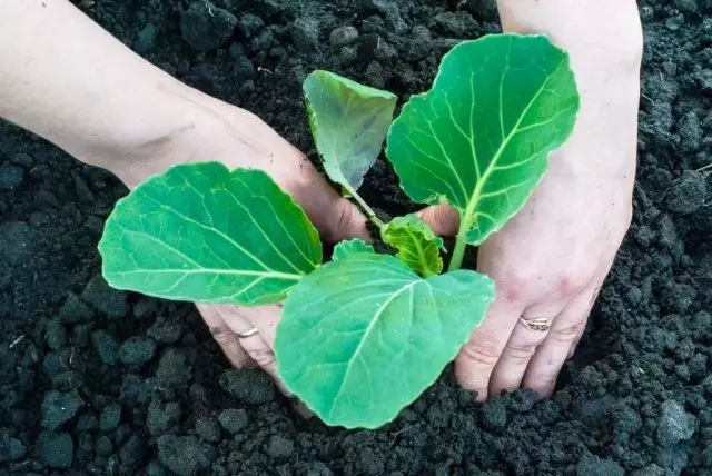 Tudo sobre o cultivo da couve-flor: de semear as sementes à colheita 2195_3