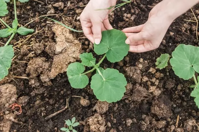 Plantules joumou