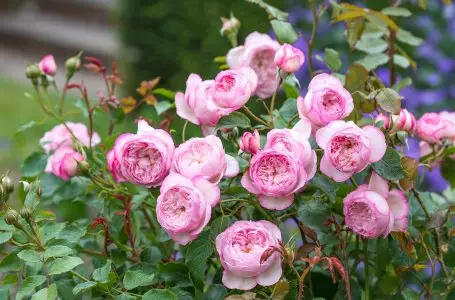 Rosas para jardineiros iniciantes: 10 variedades populares 2198_18