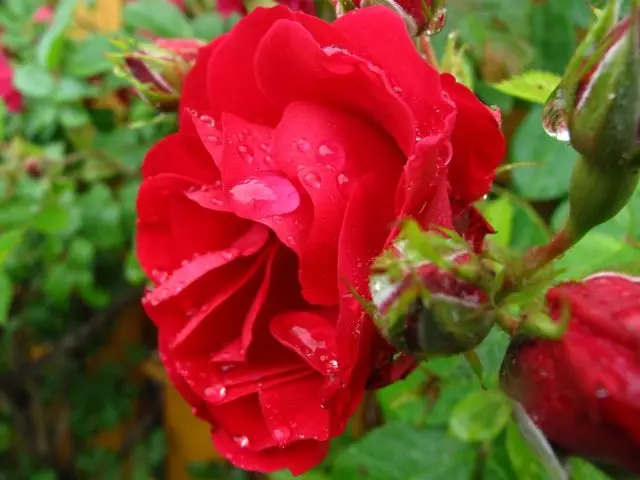 Rosa Higiderberg