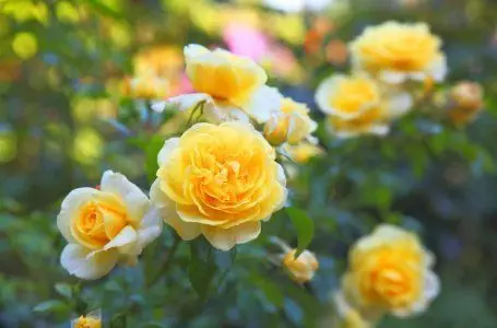 Rosas para jardineiros iniciantes: 10 variedades populares 2198_6