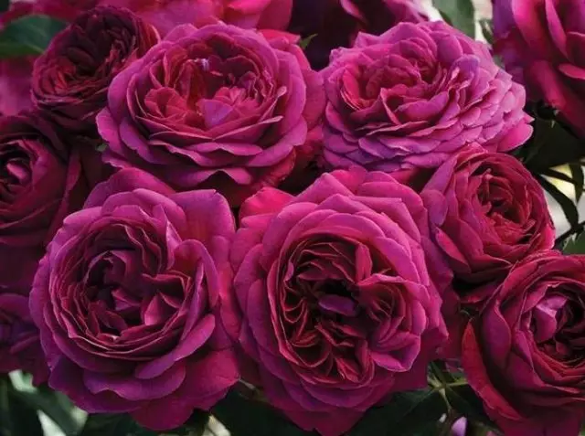 ROSE SELESTAL riteris