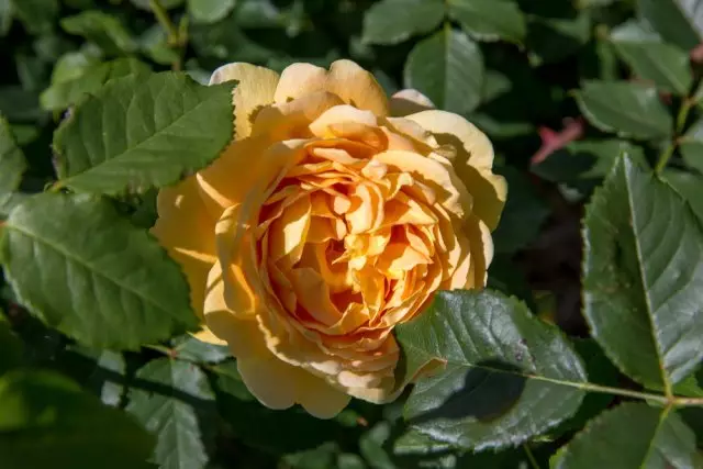 Rosa charlotte