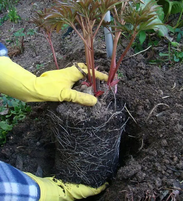 ஒரு மரம் peony நடவு