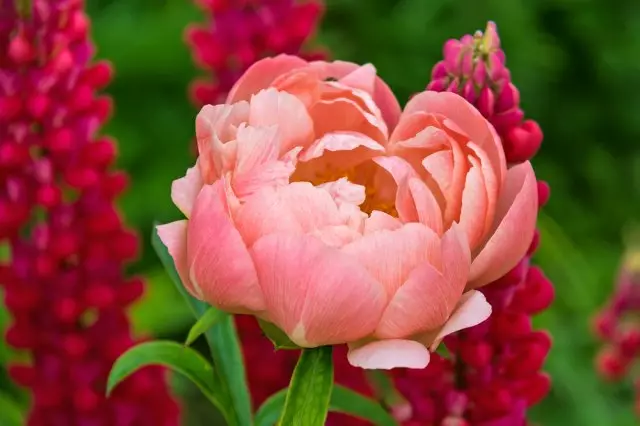 Peony Pink West Coral