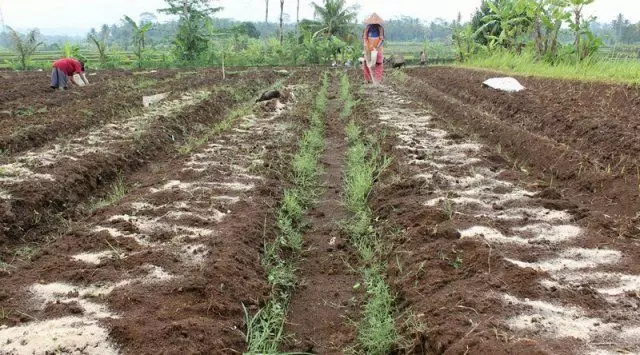 ಪ್ರೀತಿಯ ಮಣ್ಣು