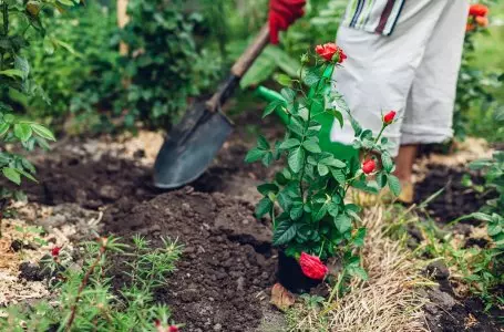 Hvilke blomster må dyppes 2217_7