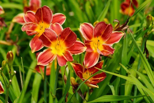 Lily en el jardín