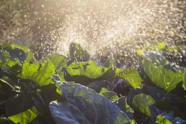 Watering kool