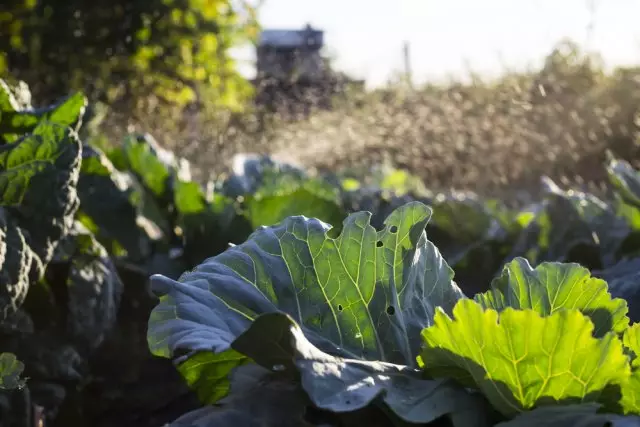 Cabbage sa tanaman sa utanon