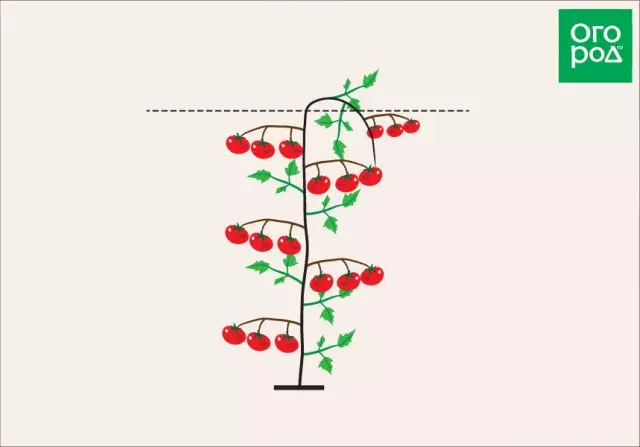 Formação de um tomate de uma variedade inteiridencial