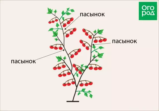 Formação de tomate determinada variedade em 2 hastes