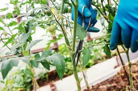 Reservas de rendimento de tomate - como mudar em seu favor 2230_9