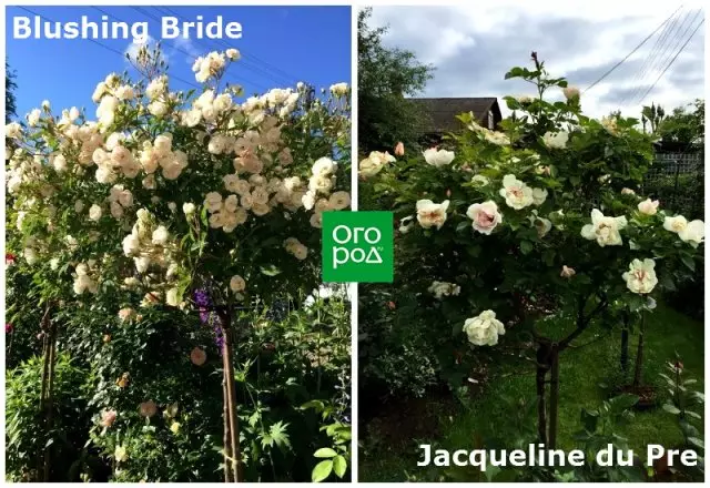 штамбовые ружы Blushing Bride і Jacqueline du Pre