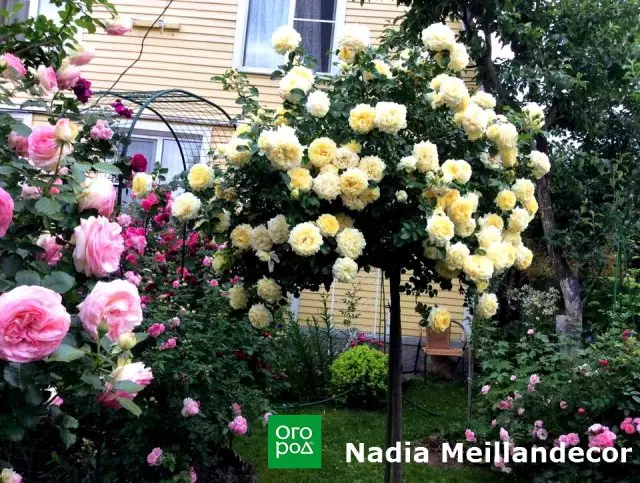 Stammer Rose Nadia Meillandecor