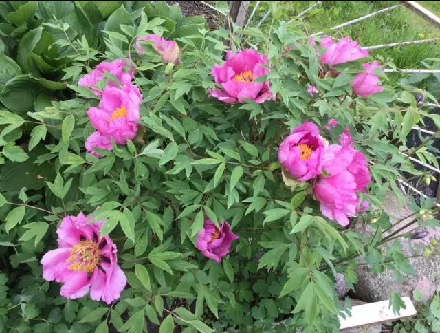 Peonies geedka