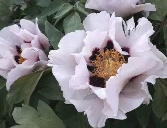 Peonies geedka