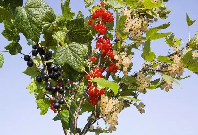 Noocyo currants