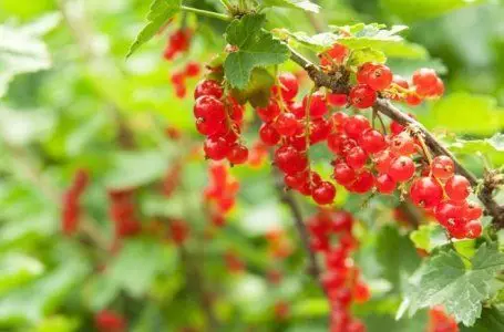 Kebun Pertama Anda: Cara Memilih Bibit Currant yang Baik dan Gooseberry 2246_4