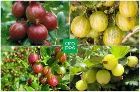 Beertaada ugu horreysa: Sida loo doorto geedo currant ah iyo miro yar 2246_9