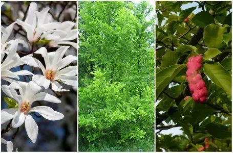 Cum să crească magnolia în banda de mijloc - totul despre aterizare, plecare și iernire 2248_2